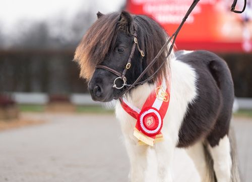 Das Shetland Pony im Rasseportrait - ClipMyHorse.TV Magazine