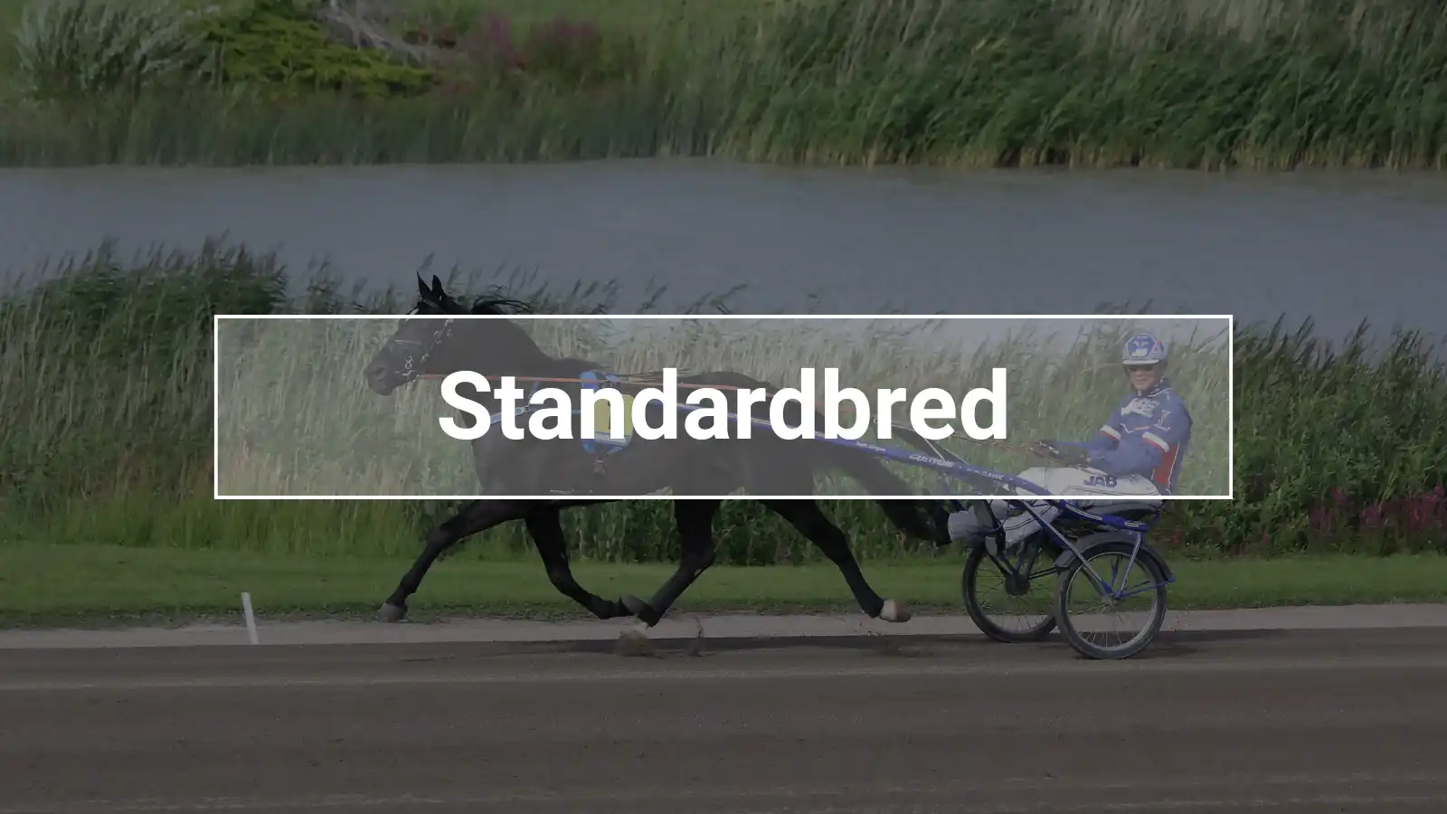 Standardbreds – All About These Fast and Versatile Horses - ClipMyHorse ...