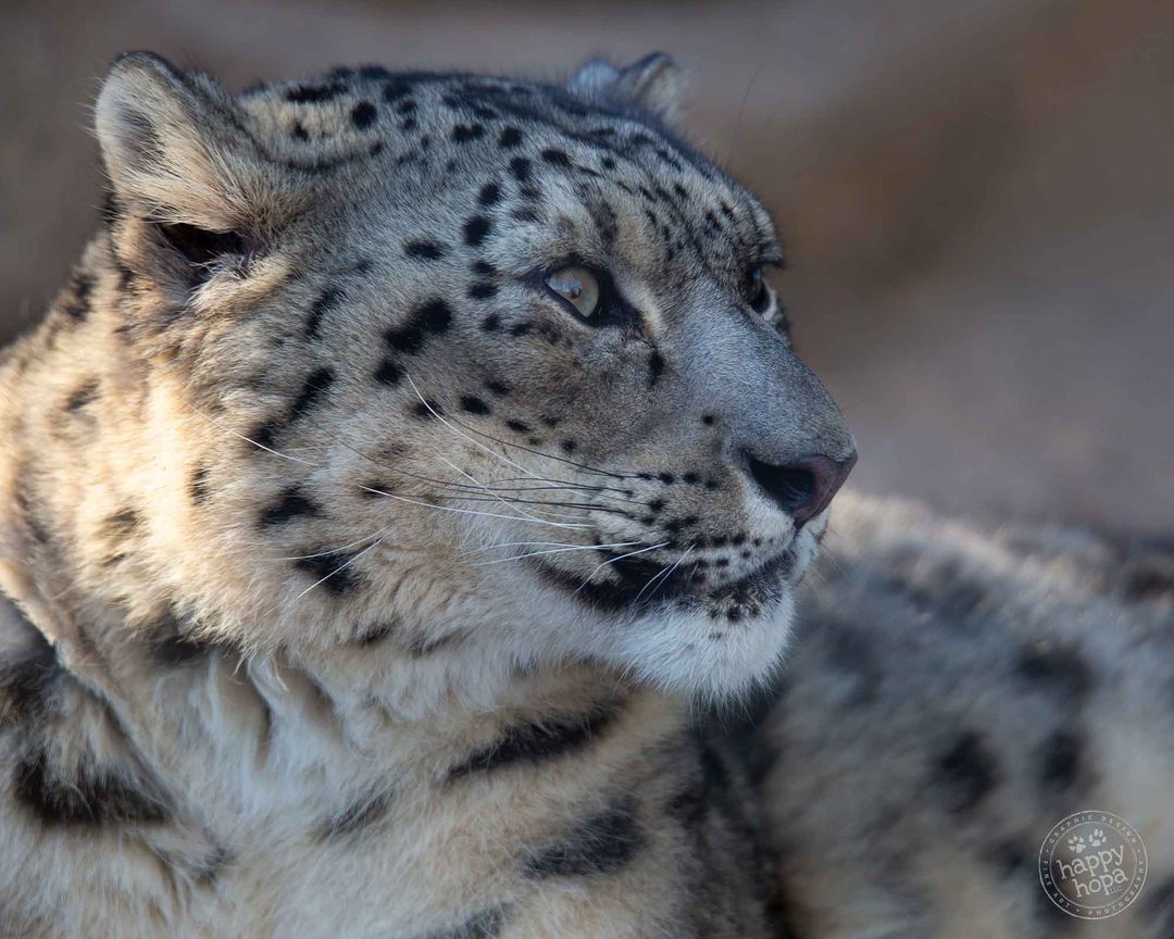 Mill Mountain Zoo | Non-Profit Accredited Member of the ZAA