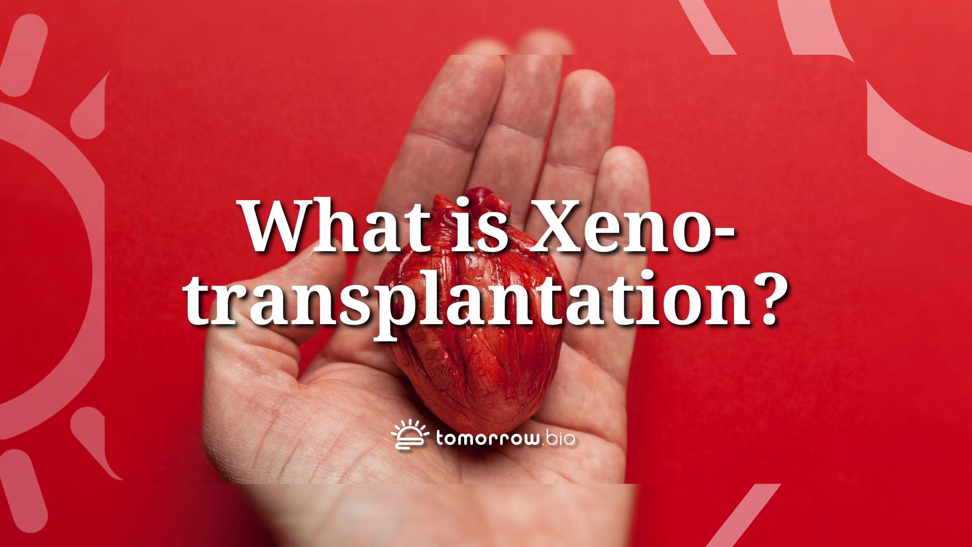 What is Xenotransplantation?
