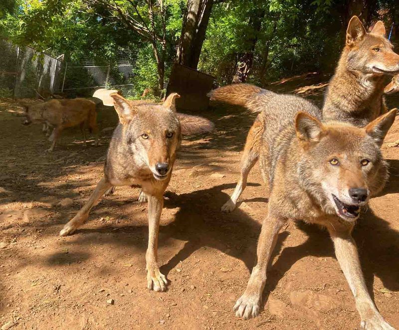North American Porcupine | Mill Mountain Zoo | Non-Profit Conservation ...