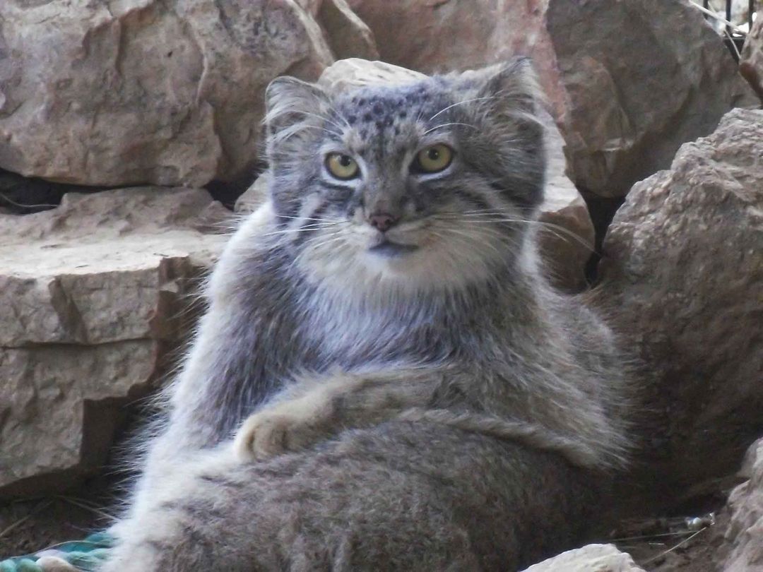 Hoffmann's Two-Toed Sloth | Mill Mountain Zoo | Non-Profit Conservation ...