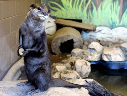 Eastern Box Turtle | Mill Mountain Zoo | Non-Profit Conservation Zoo in ...