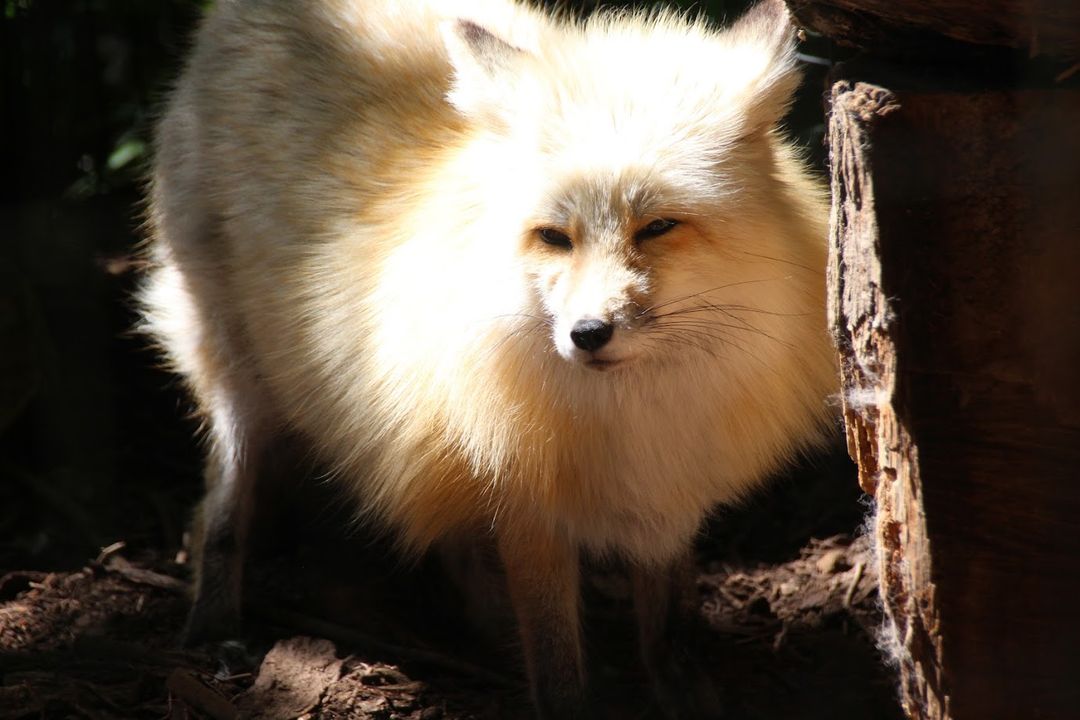 Hoffmann's Two-Toed Sloth | Mill Mountain Zoo | Non-Profit Conservation ...