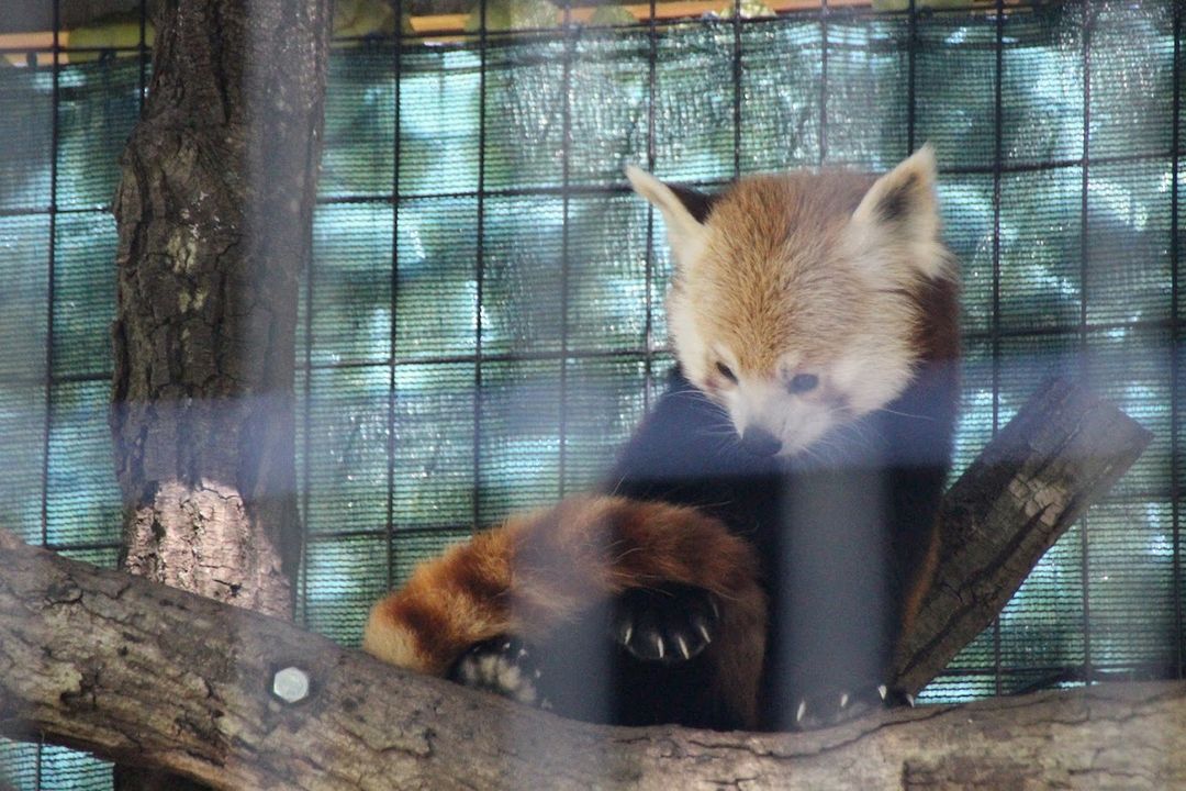 North American Porcupine | Mill Mountain Zoo | Non-Profit Conservation ...