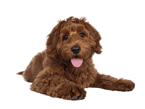 For Residents - PetScreening