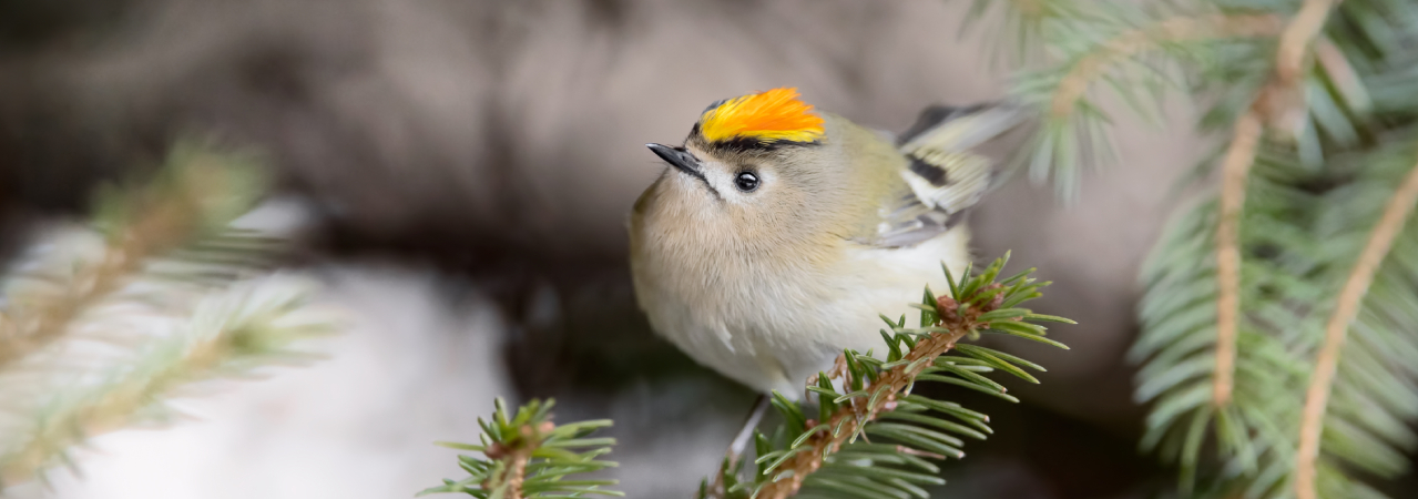 Songbird A-Z - species fact files