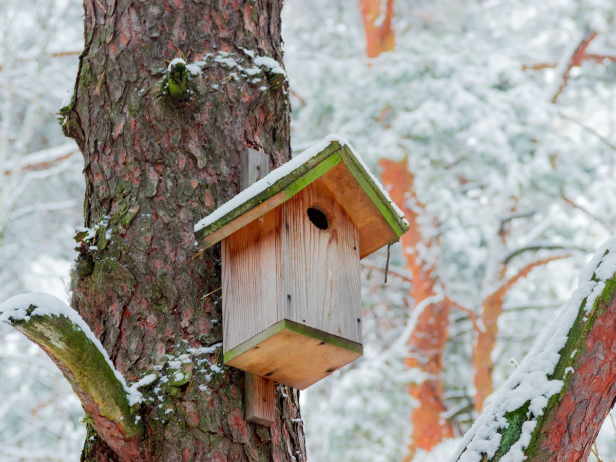 Nestbox types and how to best use them for songbirds