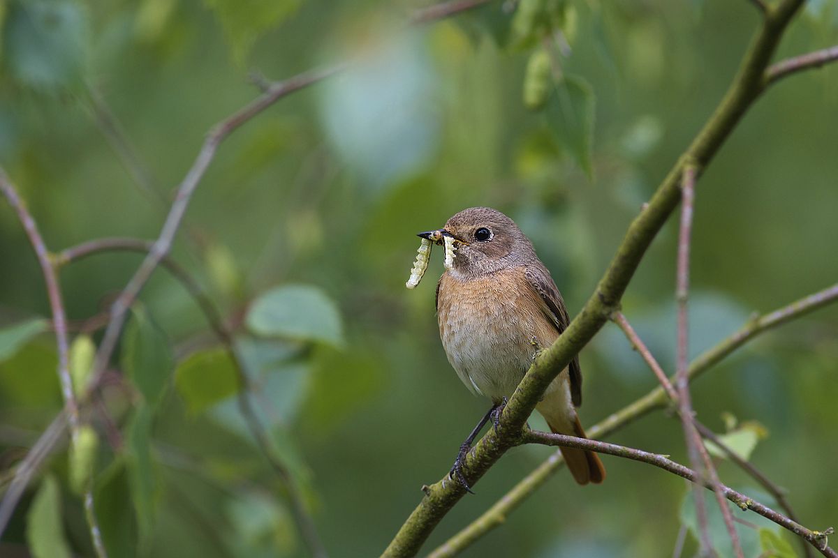 Bird Numbers - their populations changes in the UK