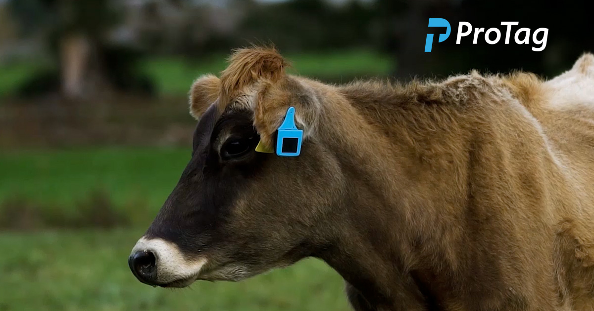 ProTag – The most advanced ear tag technology