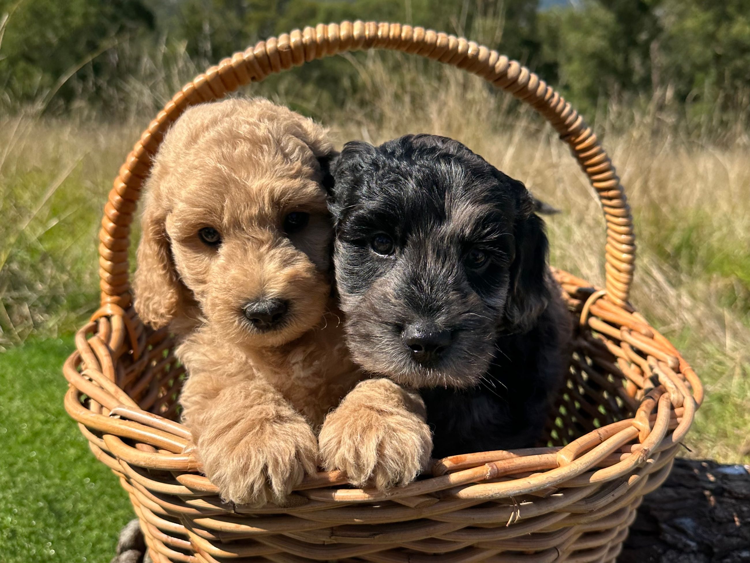 The Groodle Dog Breed: Everything You Need to Know