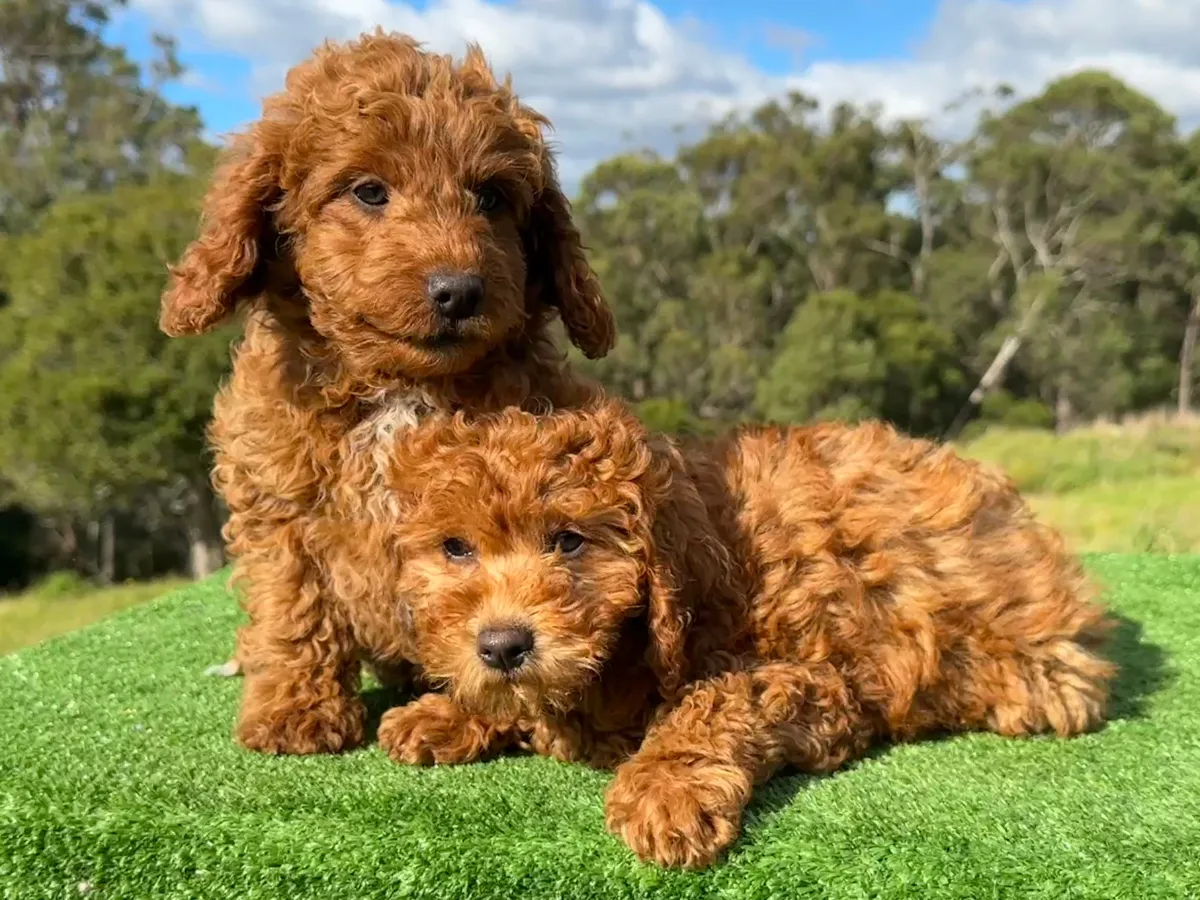 Puppies for Sale