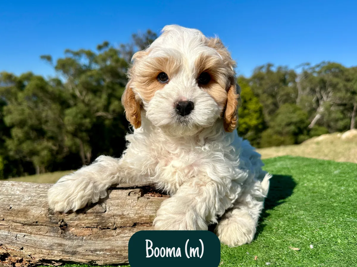 Mini Cavoodle Puppies for Sale