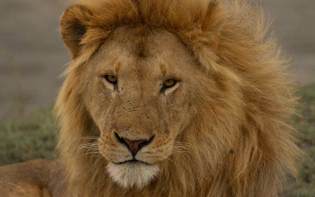 Research and Reports - African People & Wildlife