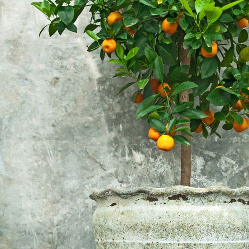 Citrus pest and disease problems - solutions to citrus problems