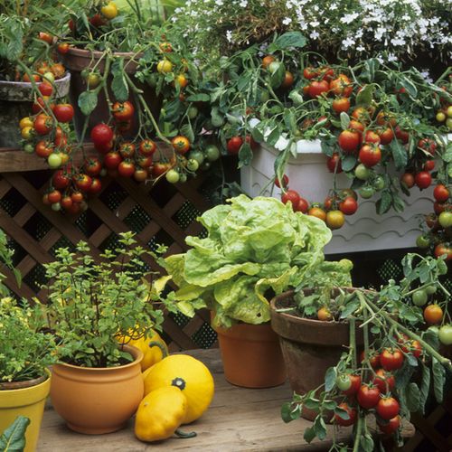 Searles | How to grow an Organic Vegetable Garden