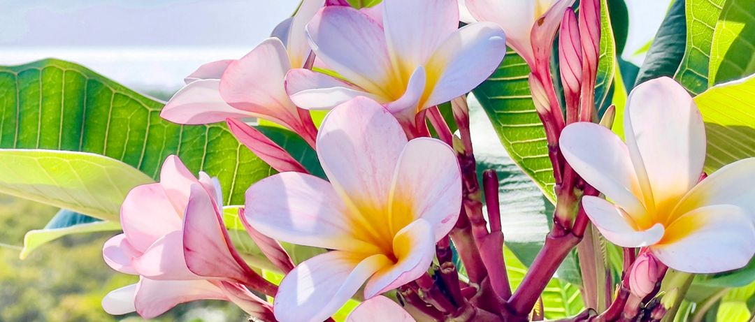 Growing Frangipani in Australia
