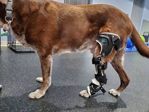 Prosthetic Solutions | Dog Prosthetics Devices | - Hock Brace, Paw ...
