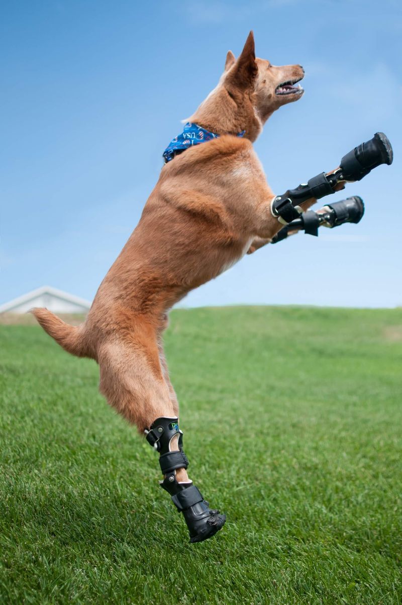 Prosthetic Solutions | Dog Prosthetics Devices | - Hock Brace, Paw ...