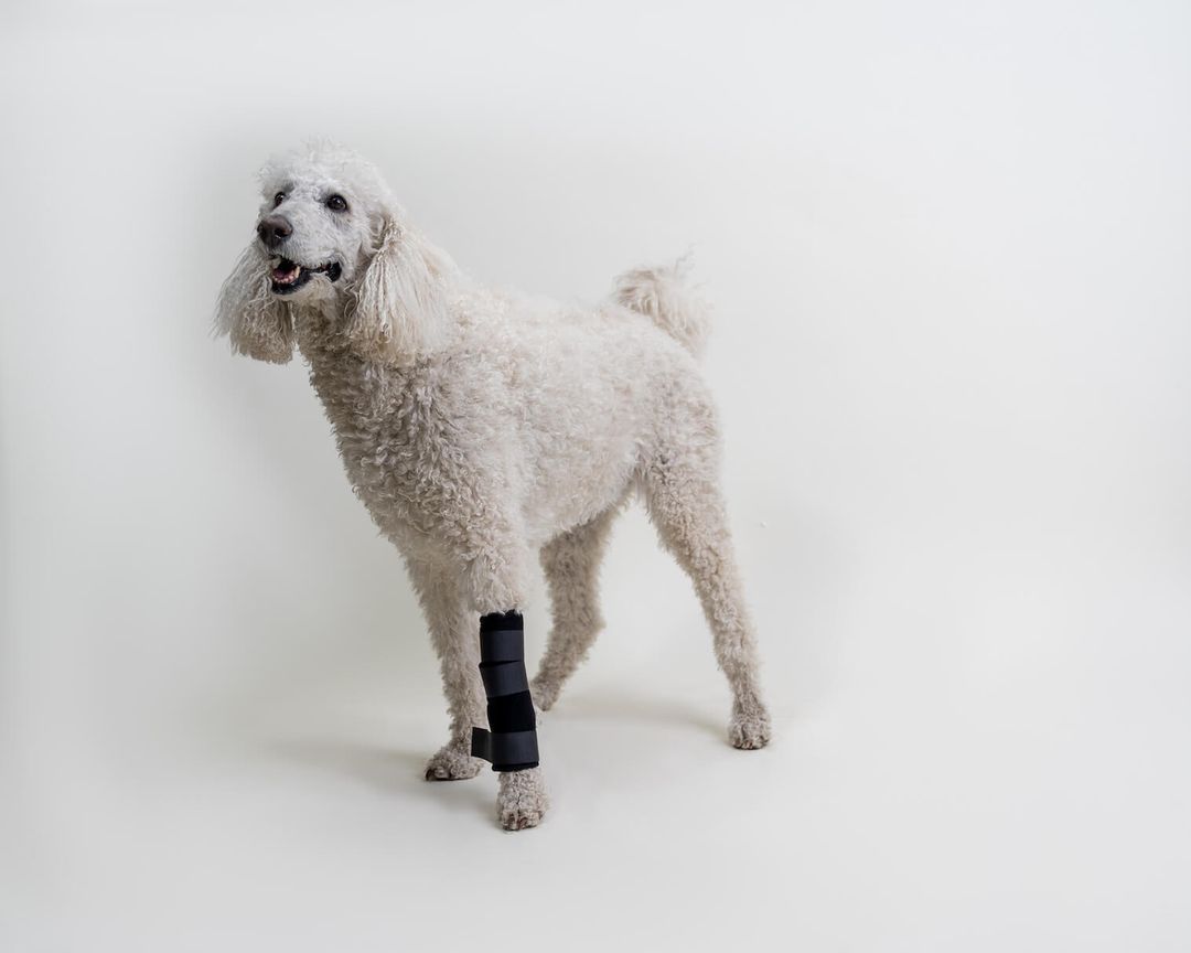 Prosthetic Solutions | Dog Prosthetics Devices | - Hock Brace, Paw ...