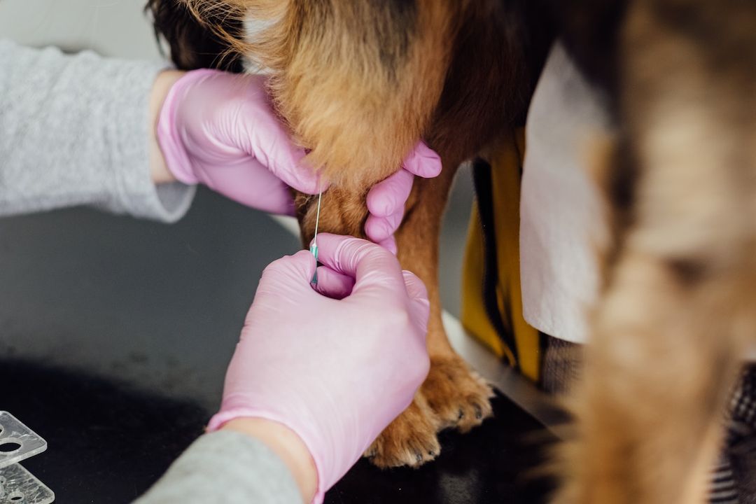 All You Need To Know About a Dog's CCL