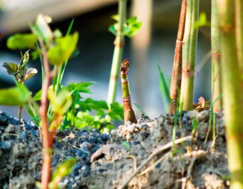 How to Remove Invasive Bamboo | Control & Eradication Guide