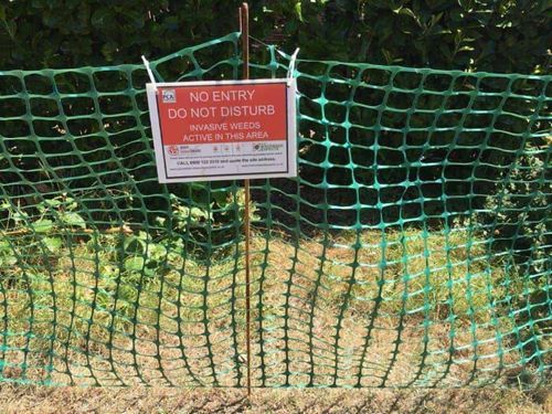 Japanese Knotweed Damage to Properties | Impact & Solutions