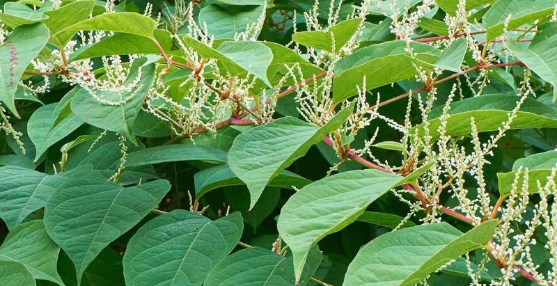 Japanese Knotweed Roots: What They Are and Why They’re a Problem