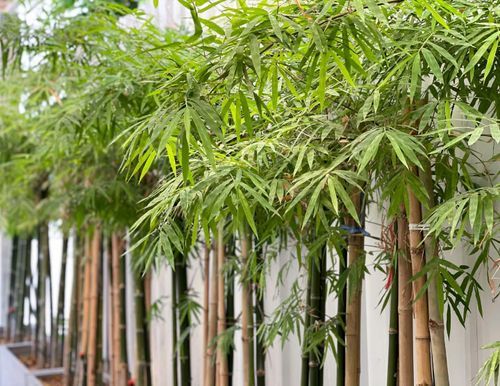 How to Identify Invasive Bamboo | Expert UK Guide