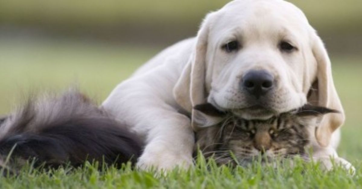Can Labradors Live With Cats? Tips For Introducing Labs and Cats