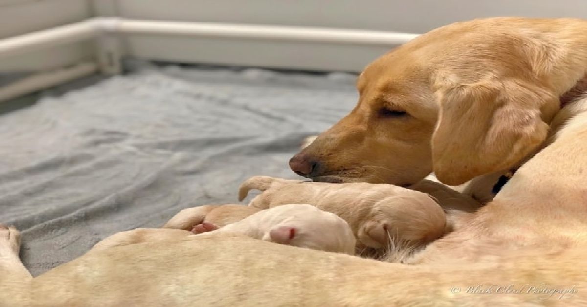 How Many Puppies Do Labradors Usually Have? Litter Sizes Explained
