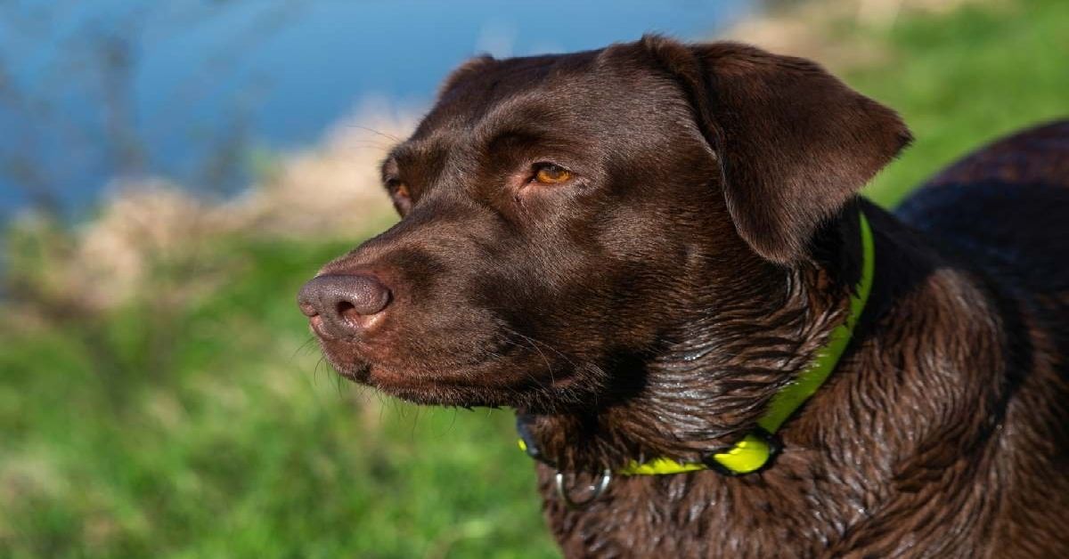 Chocolate Labradors: The Ultimate Guide