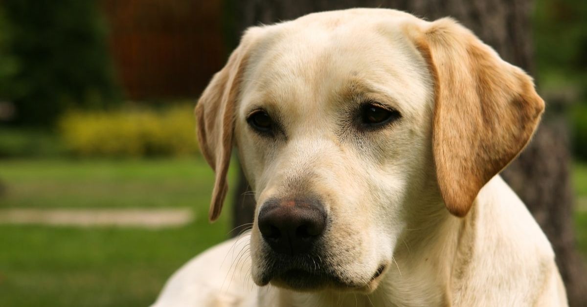 Why A Yellow Labrador Can Have a Black Belly (And When To Worry)