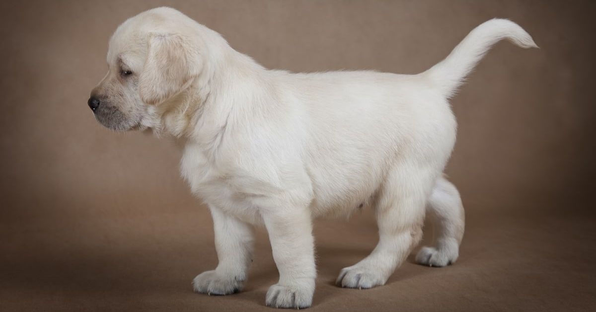 Labrador’s Back Legs Longer Than Front: Is It Normal?