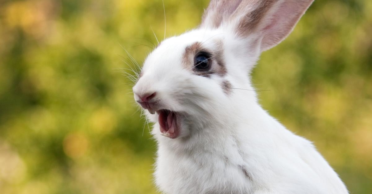 Would a Labrador Kill a Rabbit? Animal Safety Info