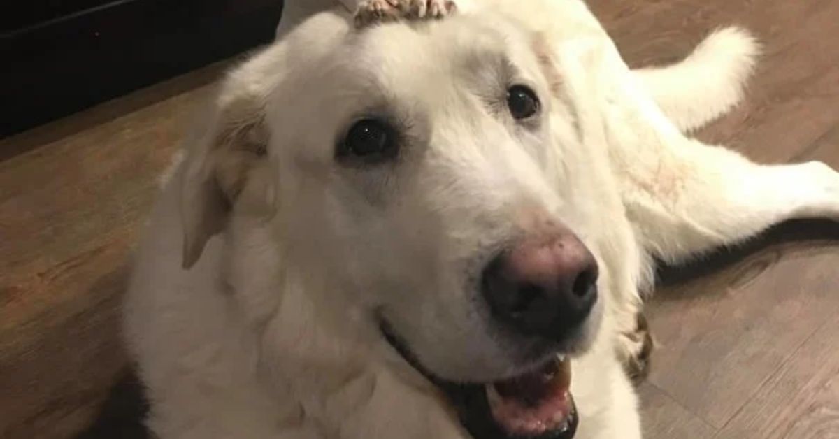 Great Pyrenees Labrador Mix: The Ultimate Pyrador Guide