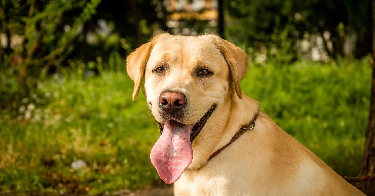 10 Facts About The Dudley (Yellow Lab With A Pink Nose)