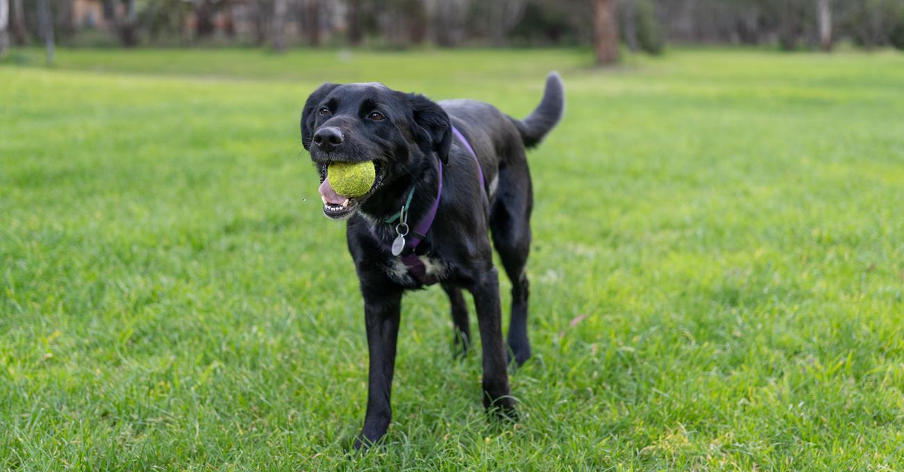Why Are My Dogs Balls Black? | Everything Labradors