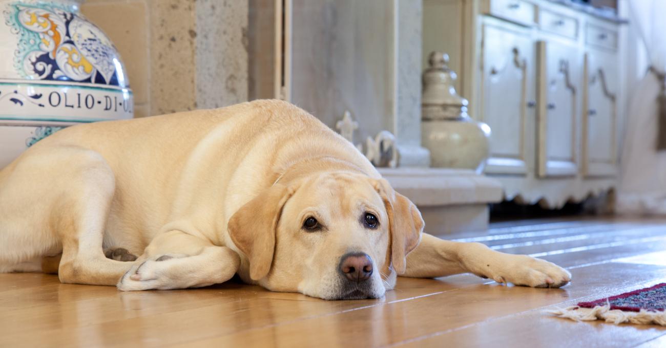 When Do Labs Stop Growing? | Everything Labradors
