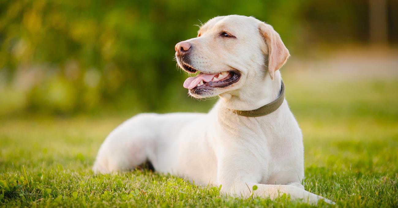 When Do Labs Go In Heat? | Everything Labradors