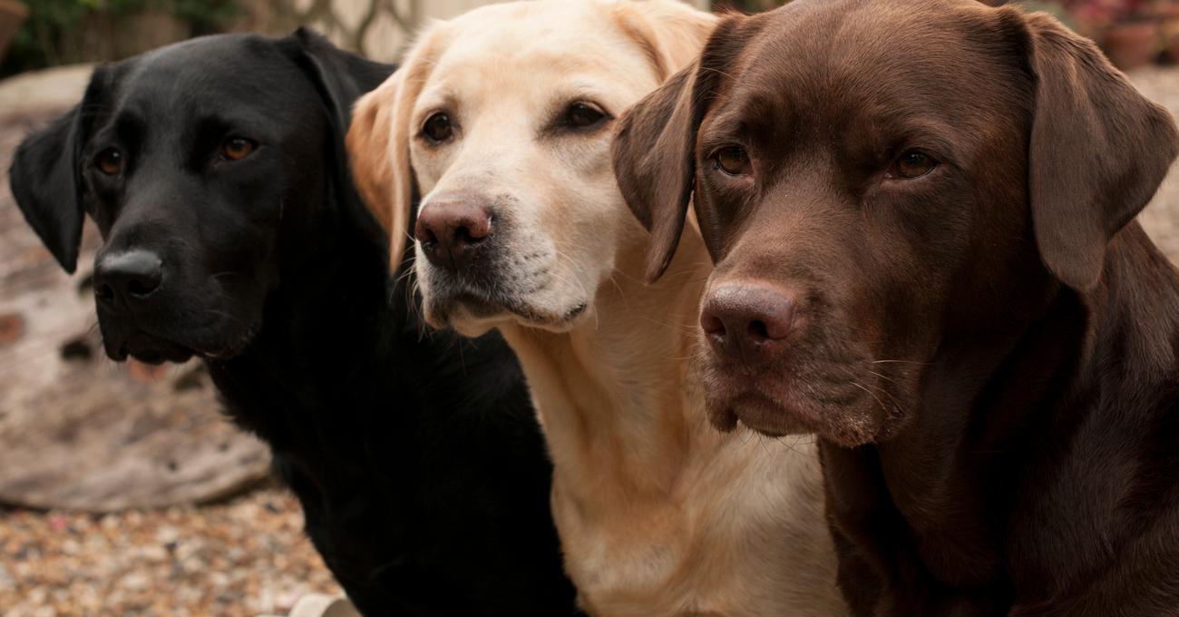 Pros & Cons Of Labradors (Are They Good Dogs?)