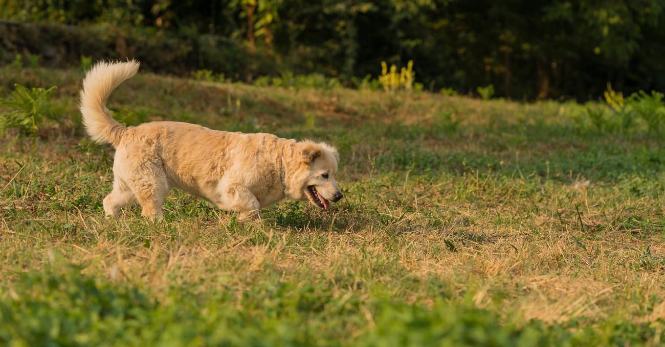 How Do I Know If Your Lab Has Dwarfism | Everything Labradors