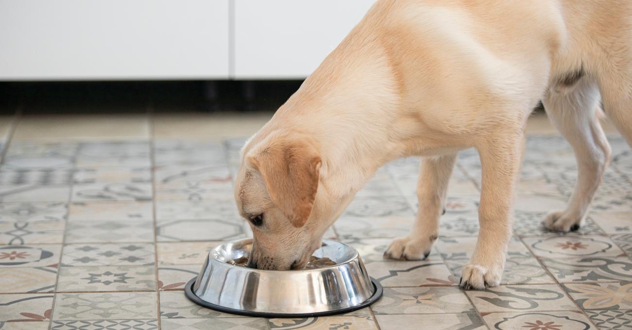 Top Toxic Foods Your Labrador Should Avoid