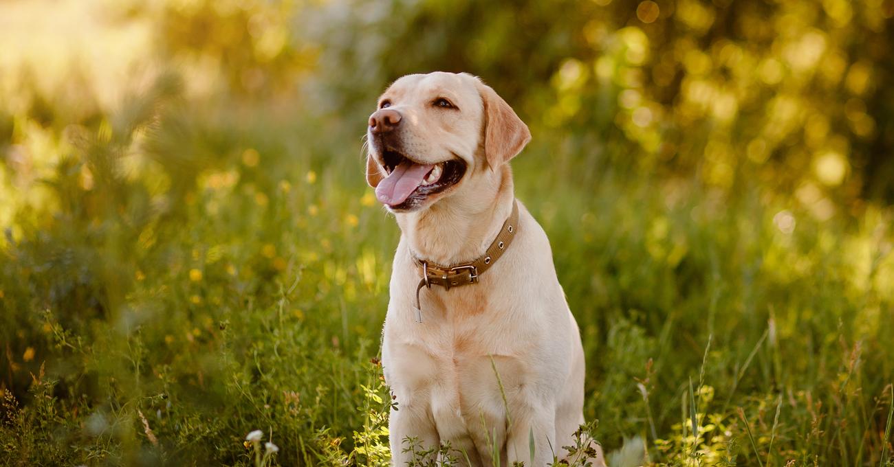 What Is The Oldest A Labrador Can Live?
