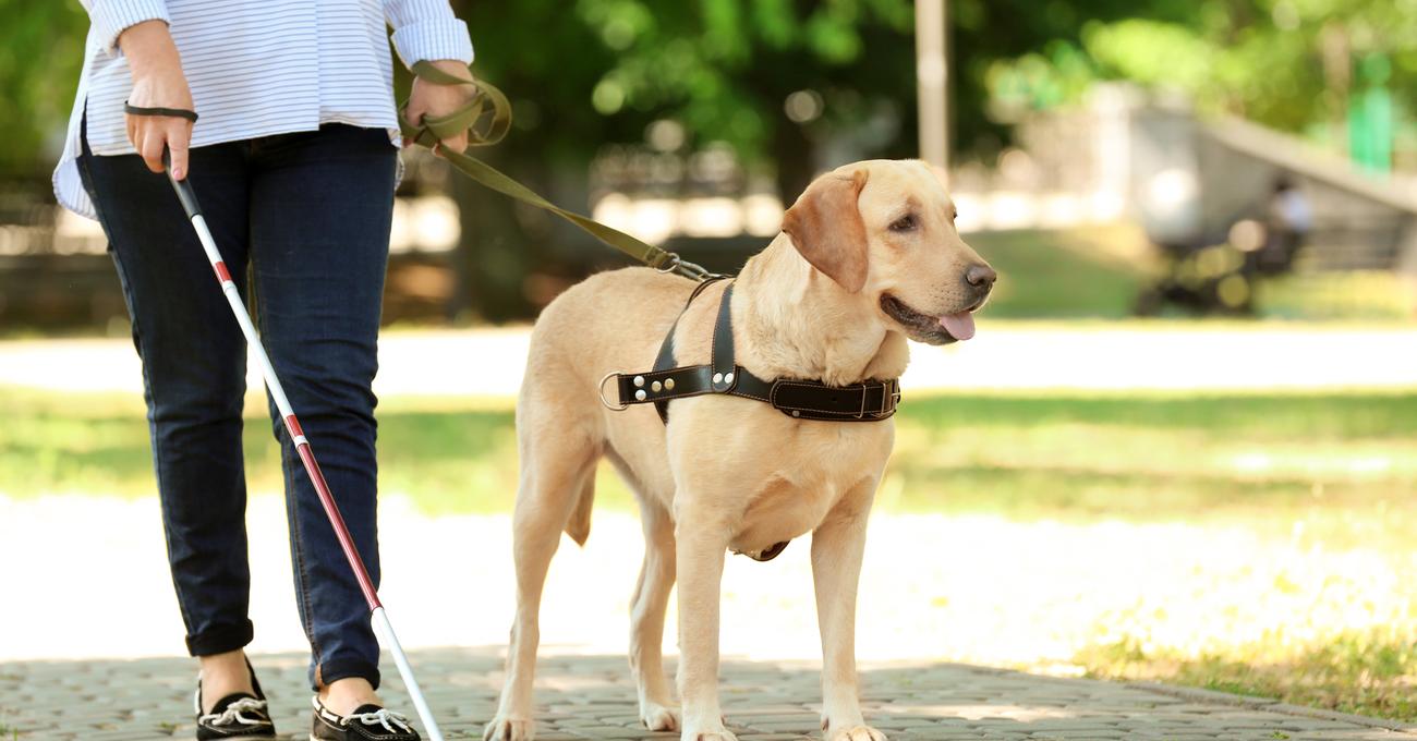 How Long To Train A Guide Dog For The Blind?
