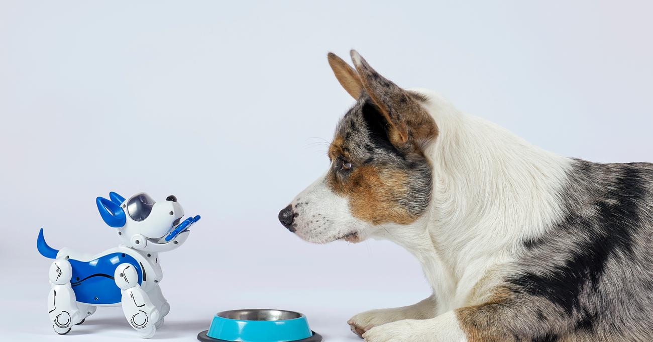 Best Electronic Dog Toys | Everything Labradors