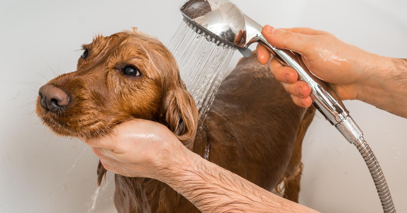 Best Dog Bathing Systems | Everything Labradors
