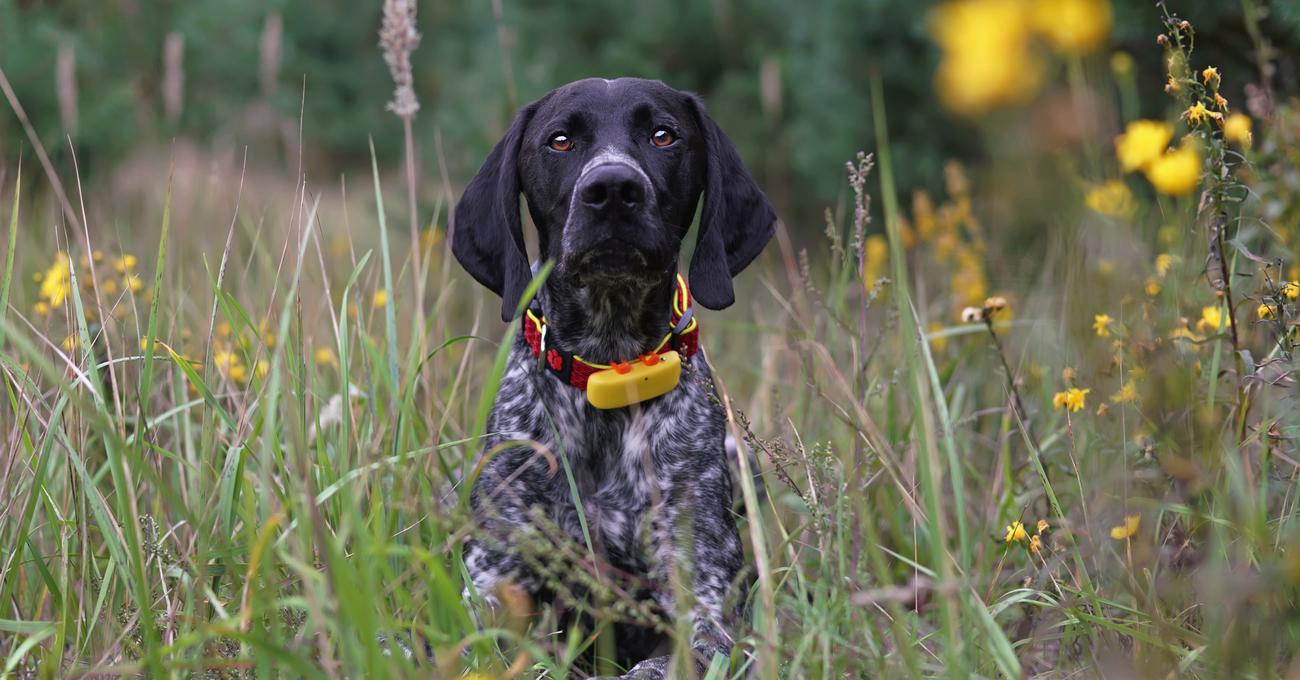 Best GPS Dog Collars With No Monthly Fee | Everything Labradors