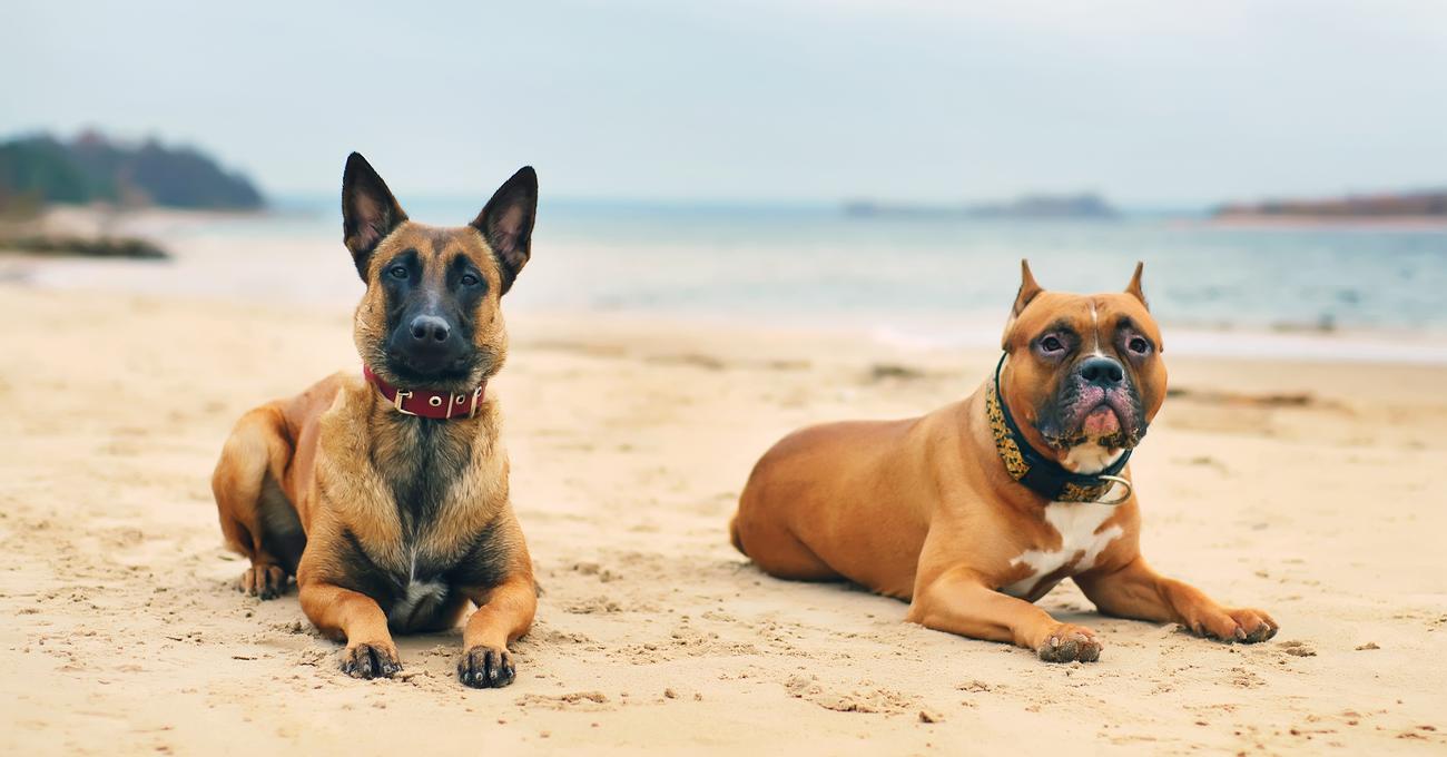Belgian Malinois Pitbull Mix (A Comprehensive Guide)
