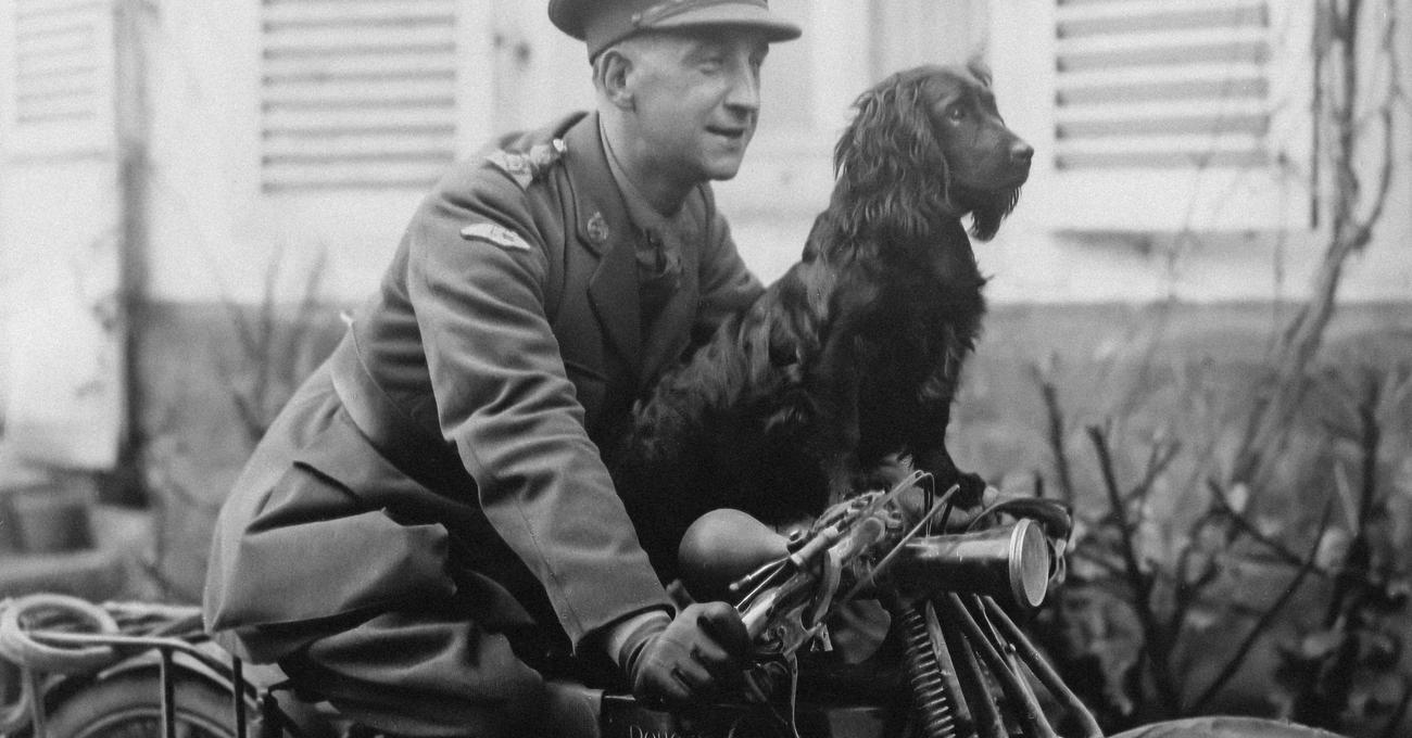 How Were Dogs Trained & Used In WW1? | Everything Labradors